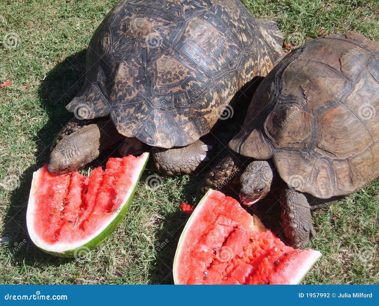 Schildpadden Die Watermeloen Eten Stock Foto - Image of rijp, nave: 1957992