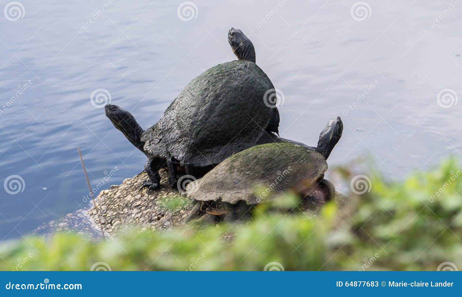 Schildpadtrio, Drie Schildpadden Die Zonnen Stock Afbeelding - Image of ...