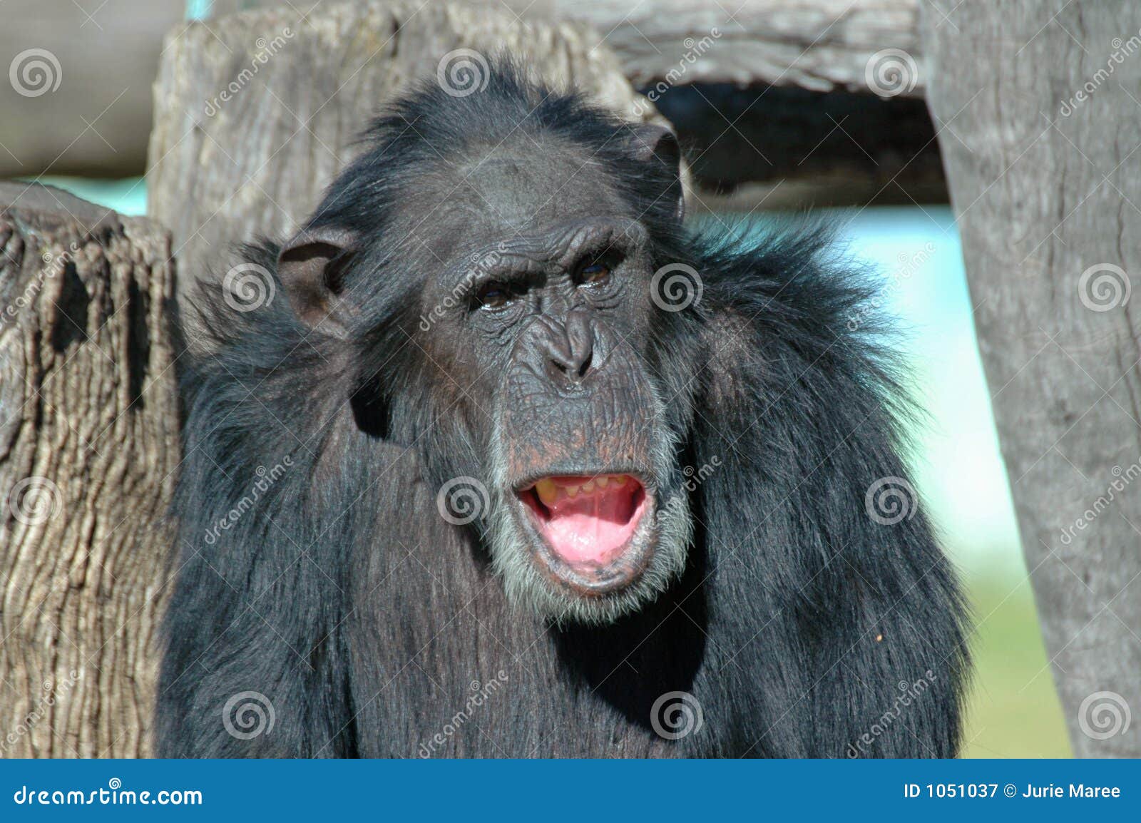 Schimpans fotografering för bildbyråer. Bild av mänskligt - 1051037