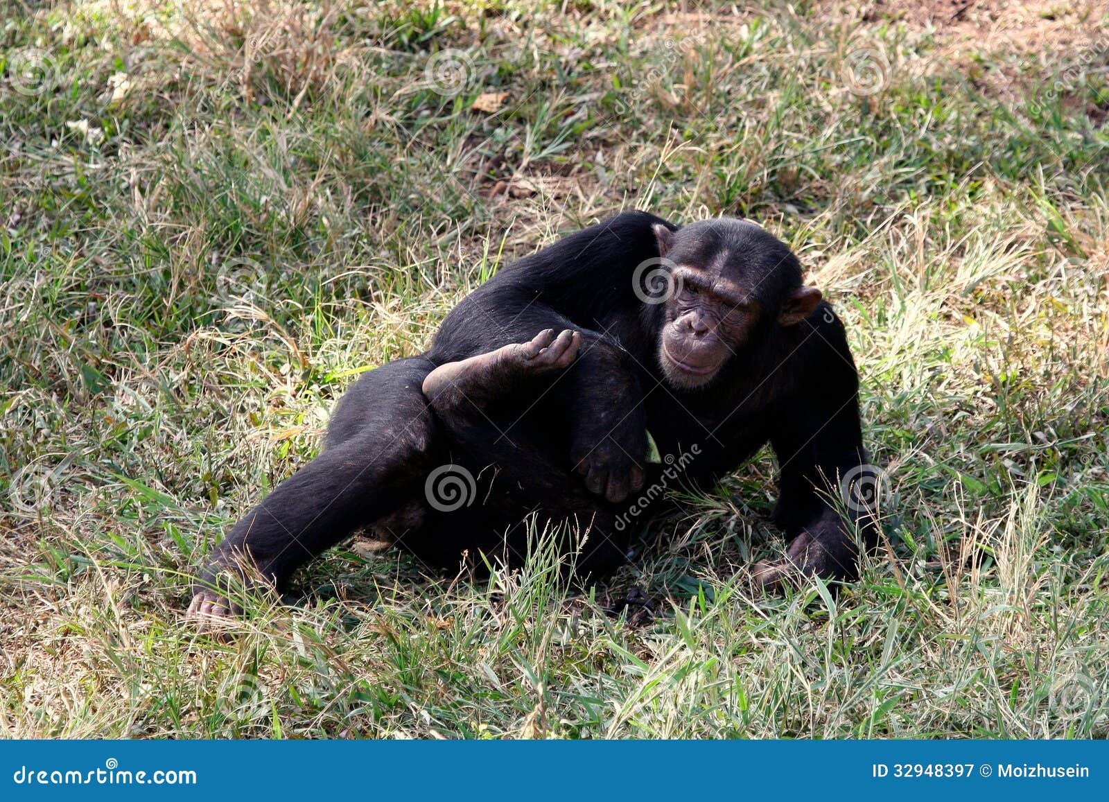 Schimpans fotografering för bildbyråer. Bild av forskning - 32948397