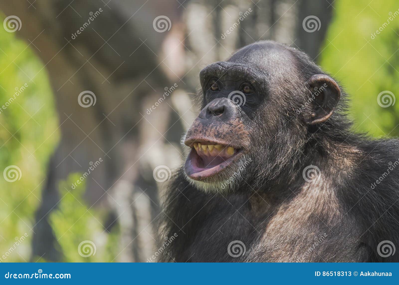 Schimpans fotografering för bildbyråer. Bild av huvud - 86518313