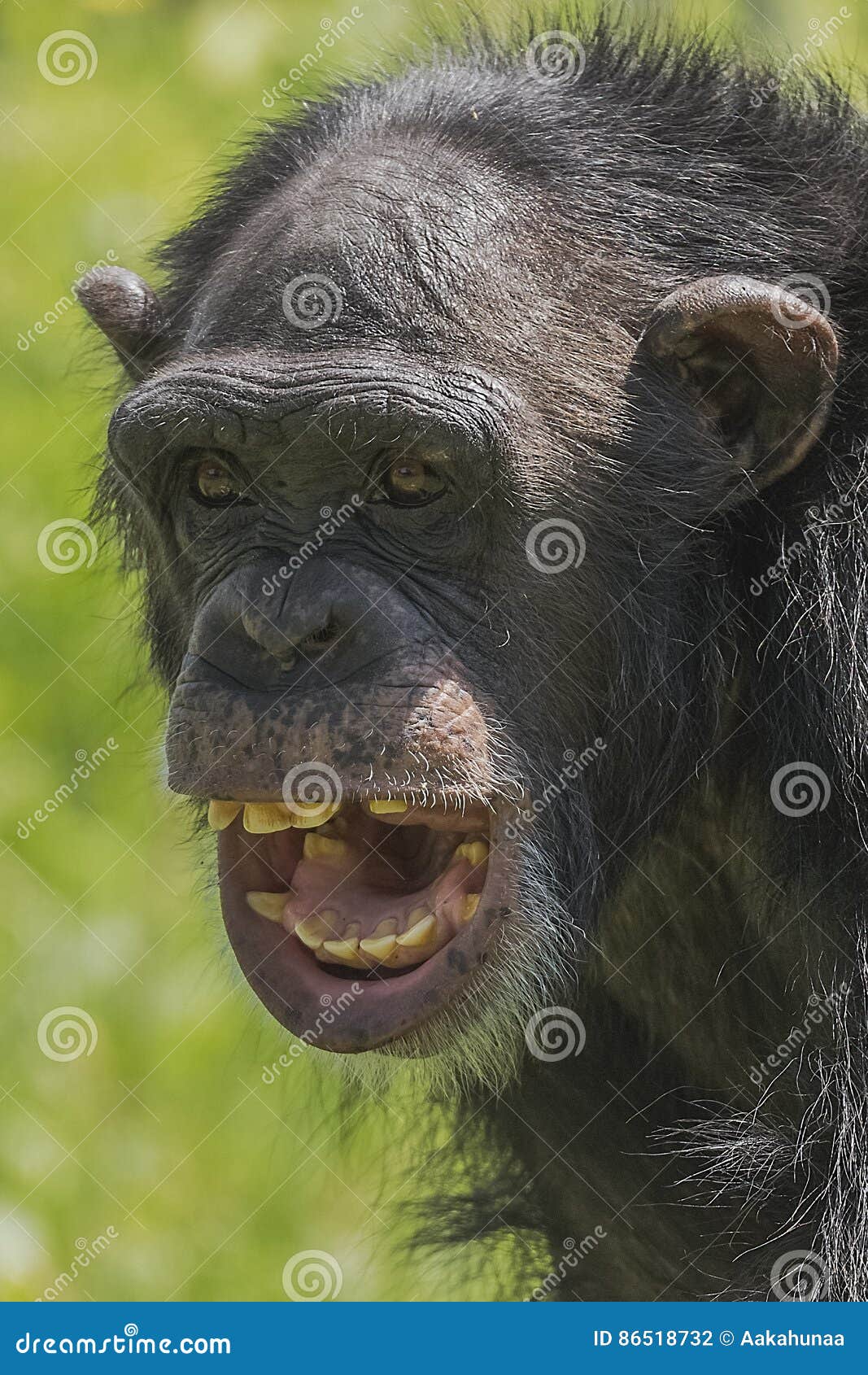 Schimpans arkivfoto. Bild av skog, ögon, växt, brigham - 86518732