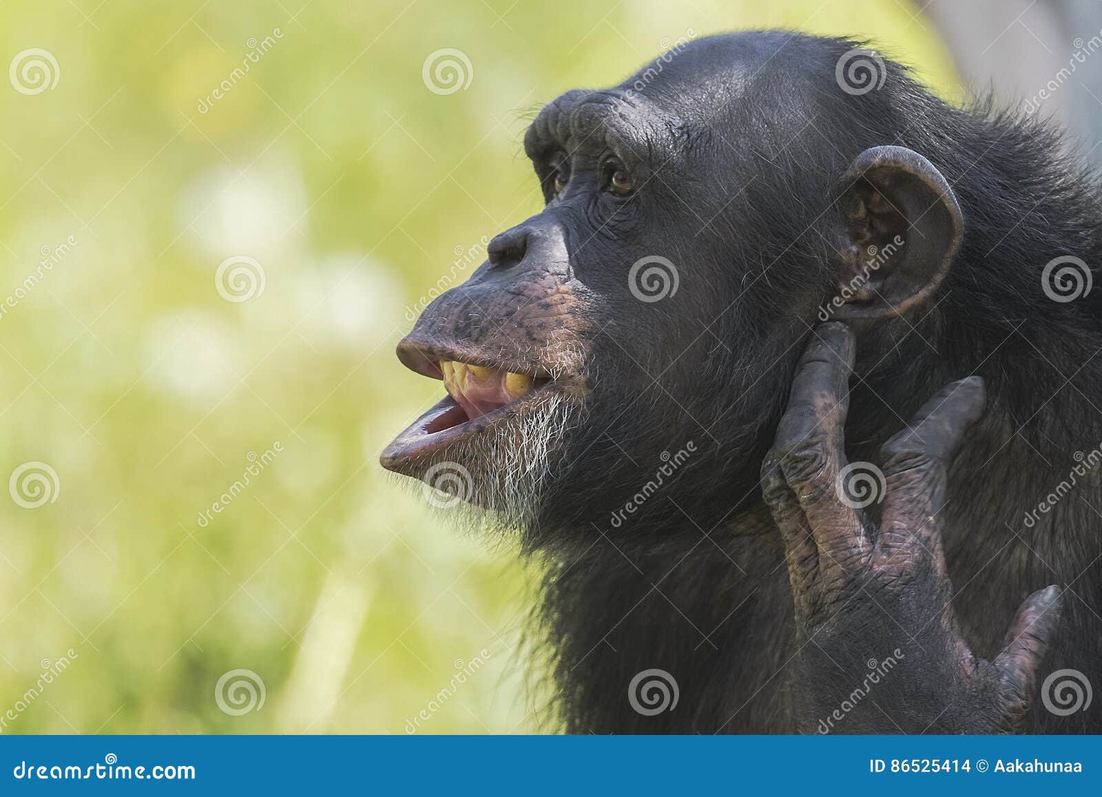 Schimpans arkivfoto. Bild av orangutang, schimpans, byst - 86525414