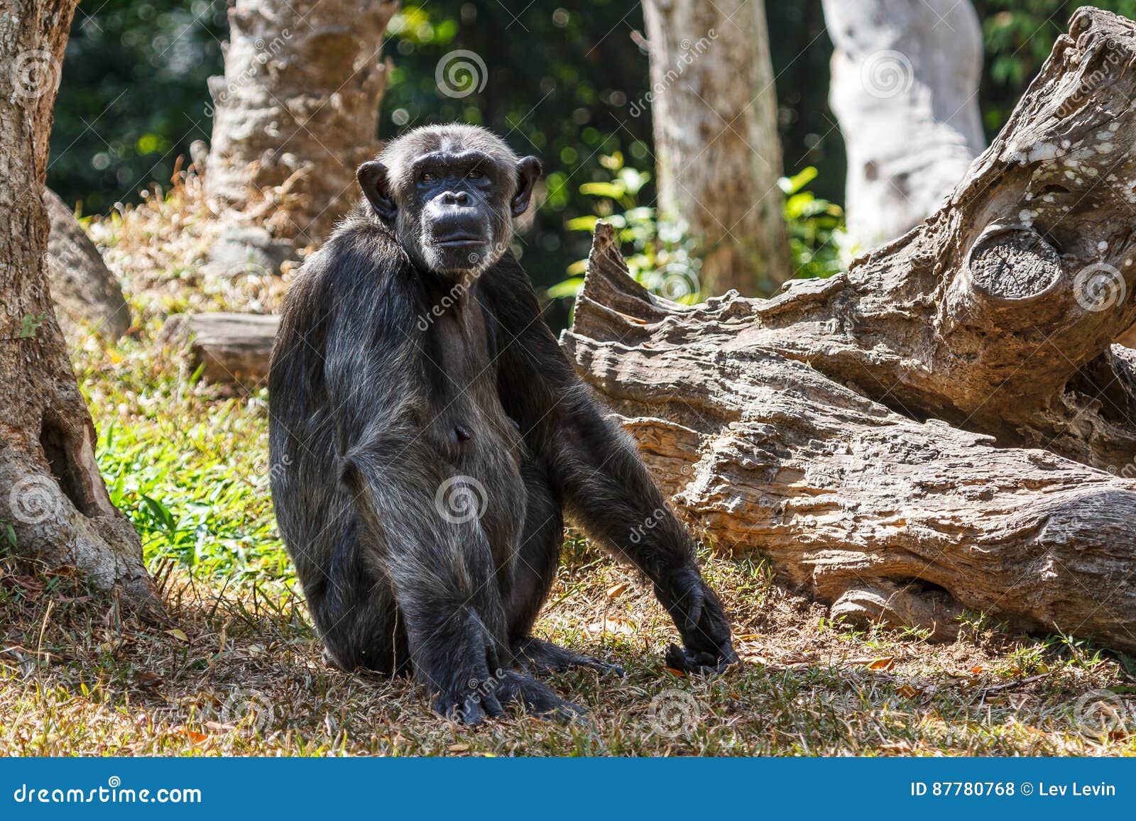 Schimpans arkivfoto. Bild av destination, svart, livsmiljö - 87780768