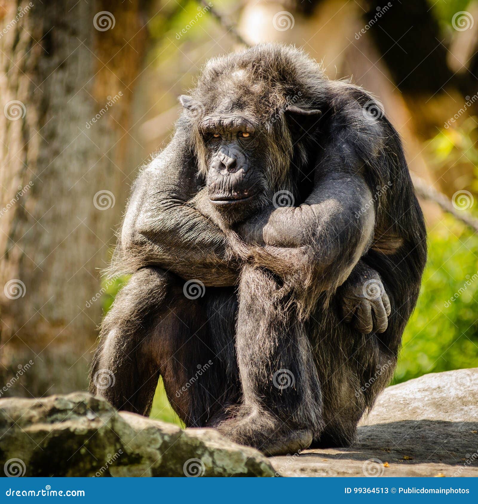 Schimpans Fauna, Gemensam Schimpans, Stor Apa Bild. Bild: 99364513