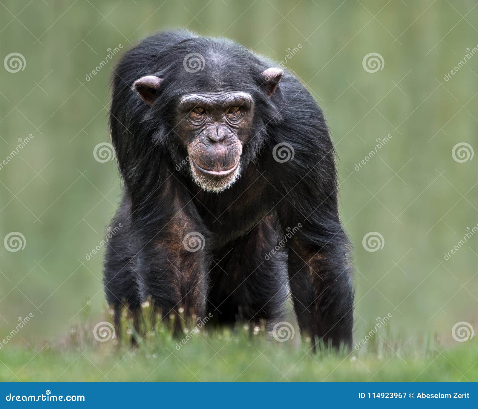 Schimpans Stock Foton , bilder och fotografi - Ladda ner 8,998 foton