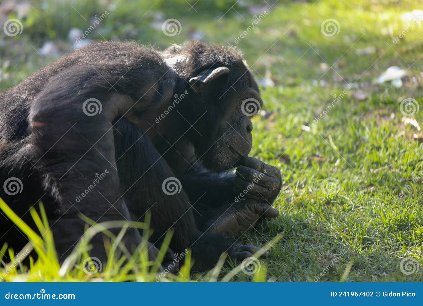 Schimpanse, Schwarzer Affe, Auf Gras Sitzend Stockfoto - Bild von tiere ...