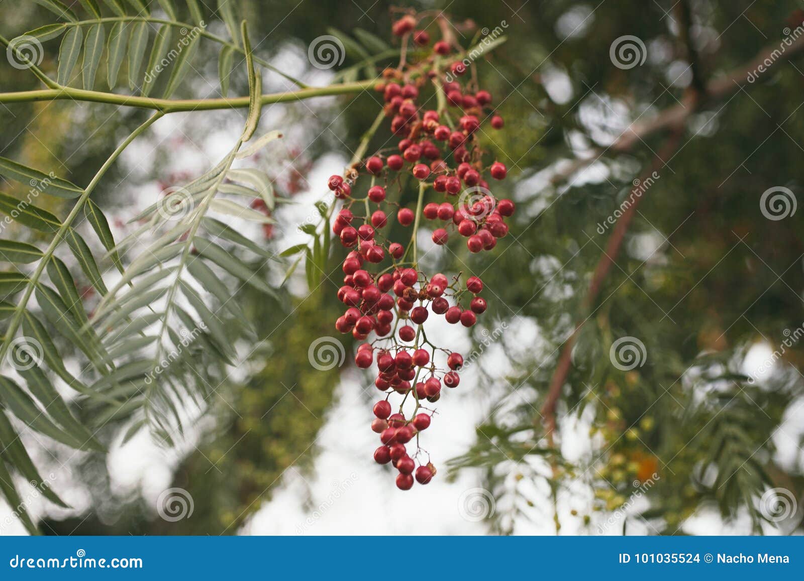 Schinus Molle. California Pepper Tree. Peruvian Pepper Tree Texture and ...