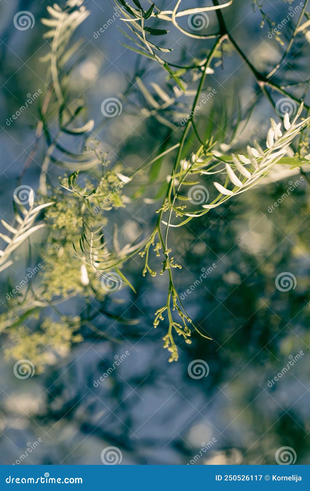 Schinus Molle Fruit and Flowers on the Tree. Stock Image - Image of ...