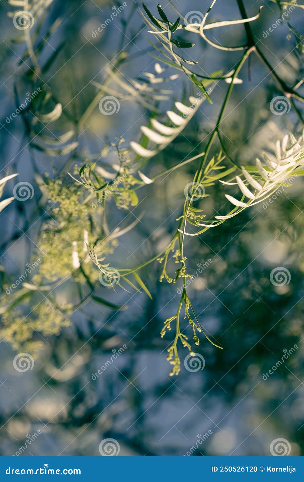 Schinus Molle Fruit and Flowers on the Tree. Stock Photo - Image of ...