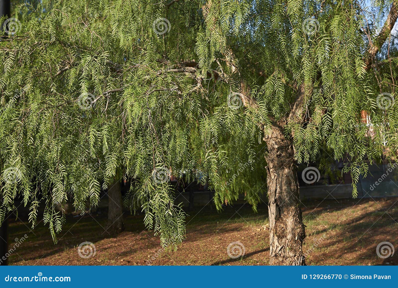 Trunk and Branches of Schinus Molle Tree Stock Photo - Image of molle ...