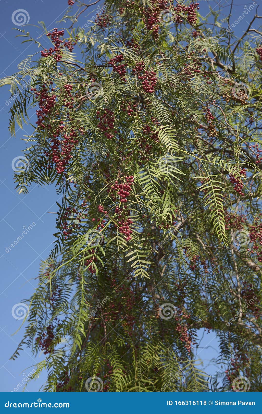 Schinus molle tree stock photo. Image of anacardiaceae - 166316118
