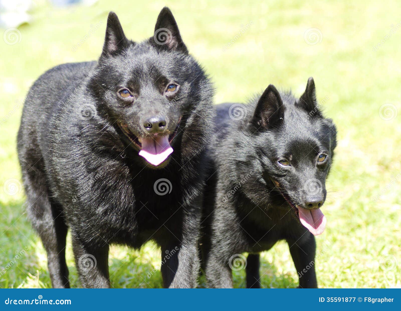 Schipperkes stock afbeelding. Image of gras, bont, brutaal - 35591877