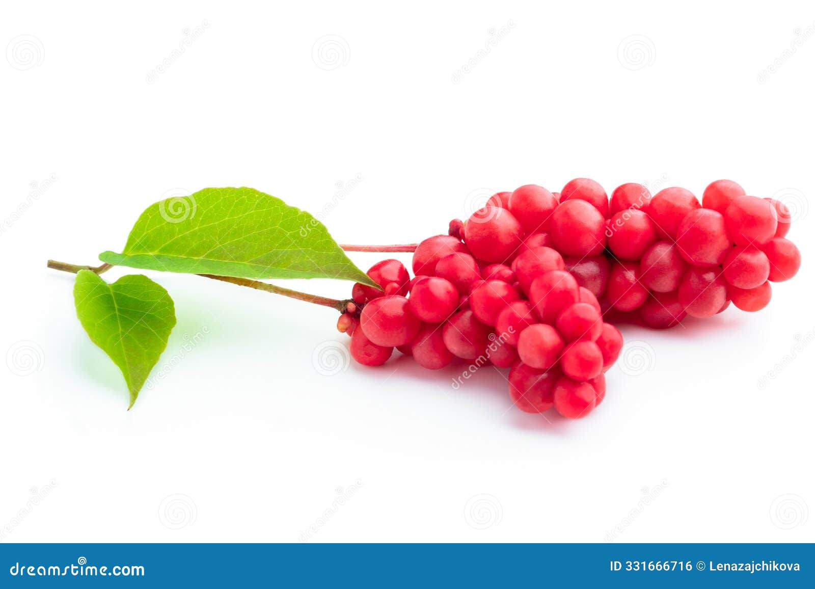 Schisandra Chinensis Medicinal Herb Fruit with Leaf Isolated on White ...