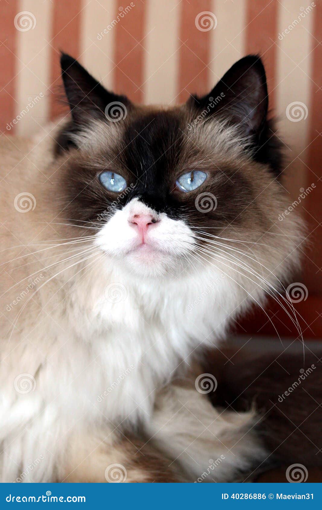 Schitterende ragdollkat stock foto. Image of blauw, noteringen - 40286886