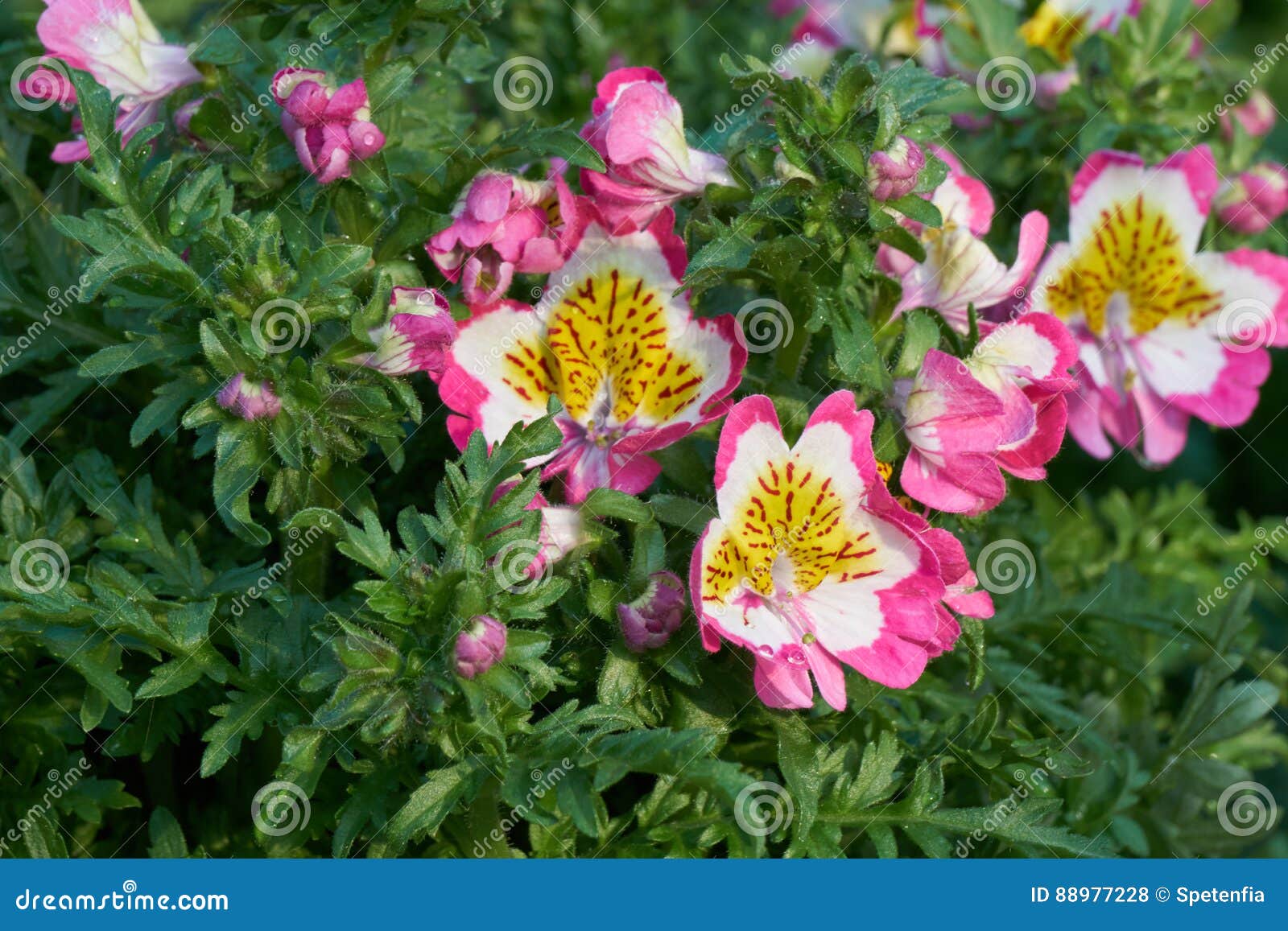 Schizanthus Flower in Bloom Stock Photo - Image of exotic, green: 88977228