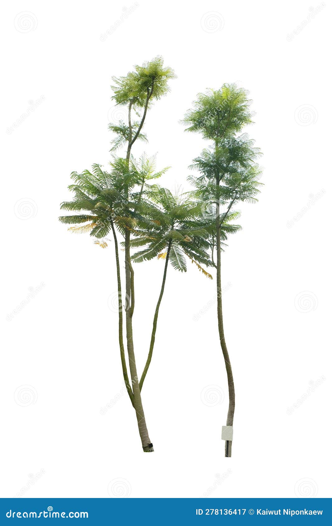 Schizolobium parahyba tree stock image. Image of green - 278136417