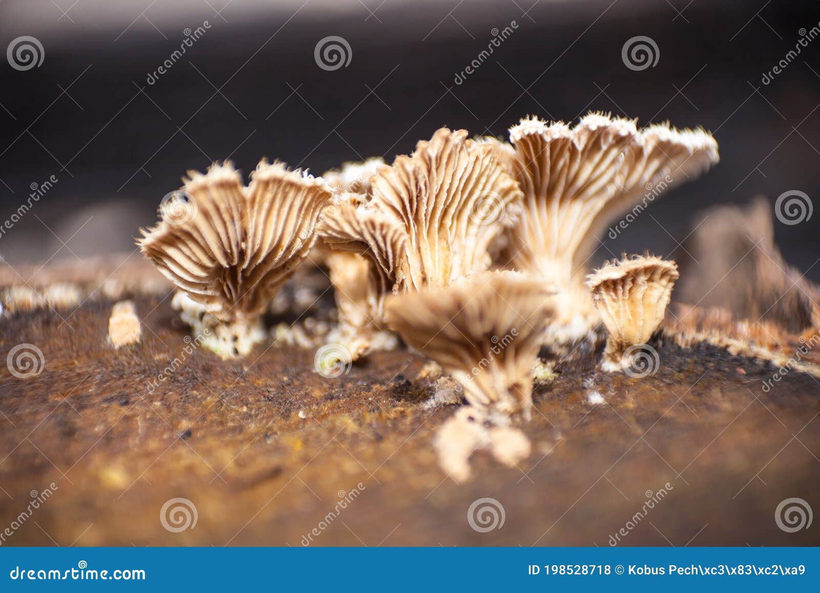 Schizophyllum Commune the Split Gill Mushroom 8526 Stock Photo - Image ...
