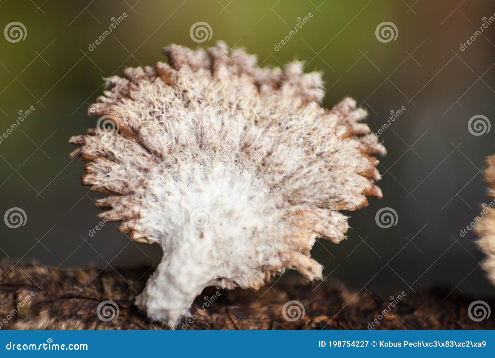 Schizophyllum Commune the Split Gill Mushroom 8534 Stock Image - Image ...