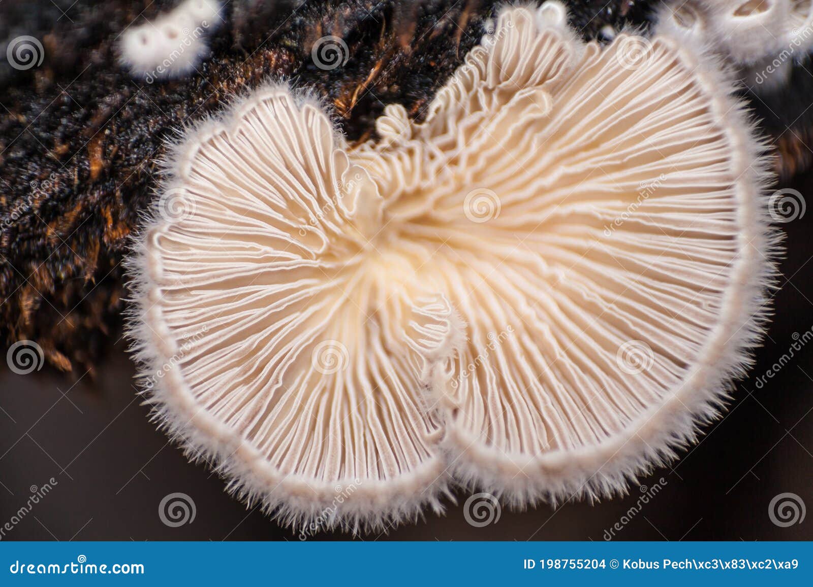 Schizophyllum Commune the Split Gill Mushroom 8520 Stock Photo - Image ...