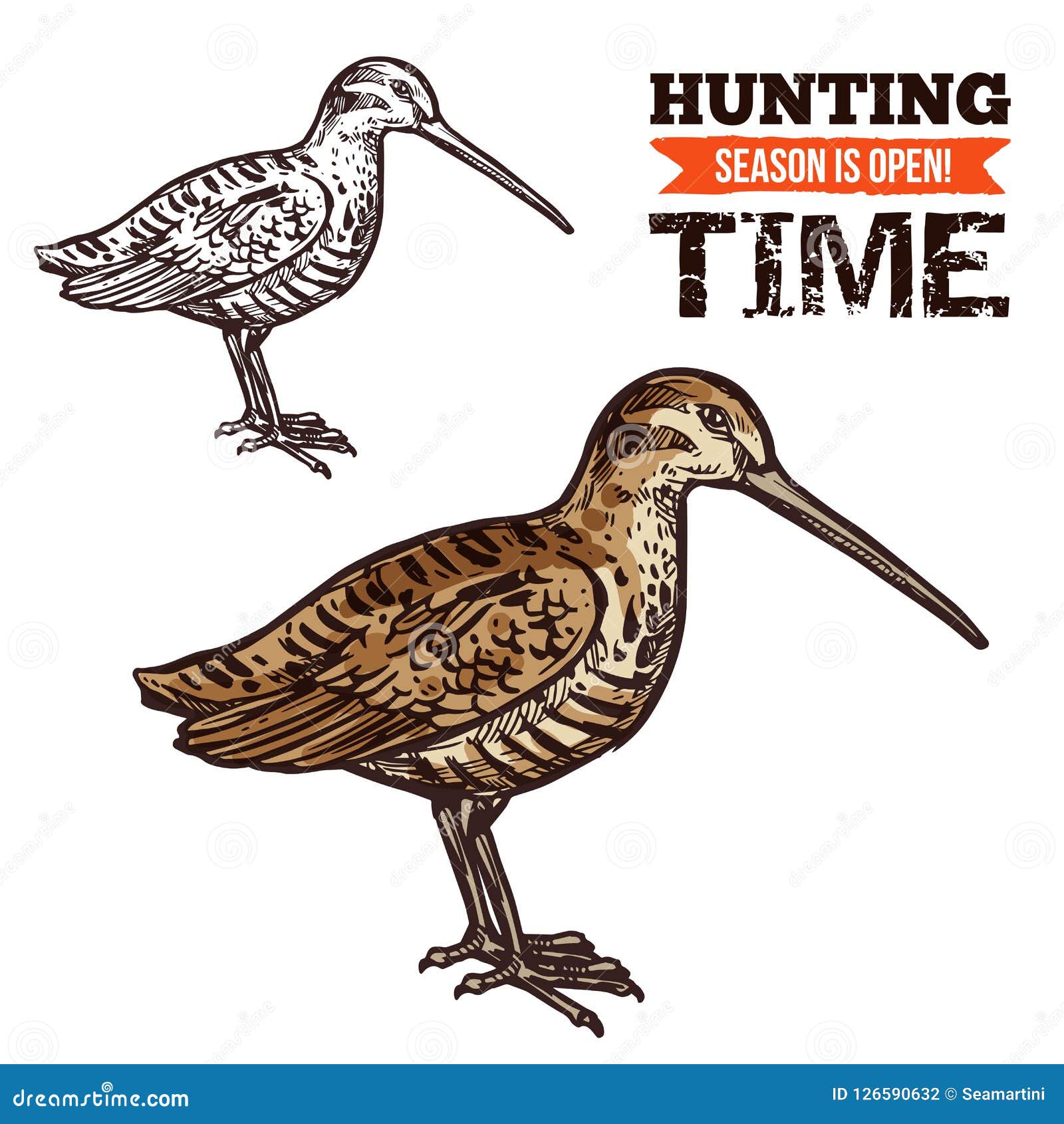 Schizzo Dell'uccello Della Beccaccia Isolato Vettore Illustrazione ...