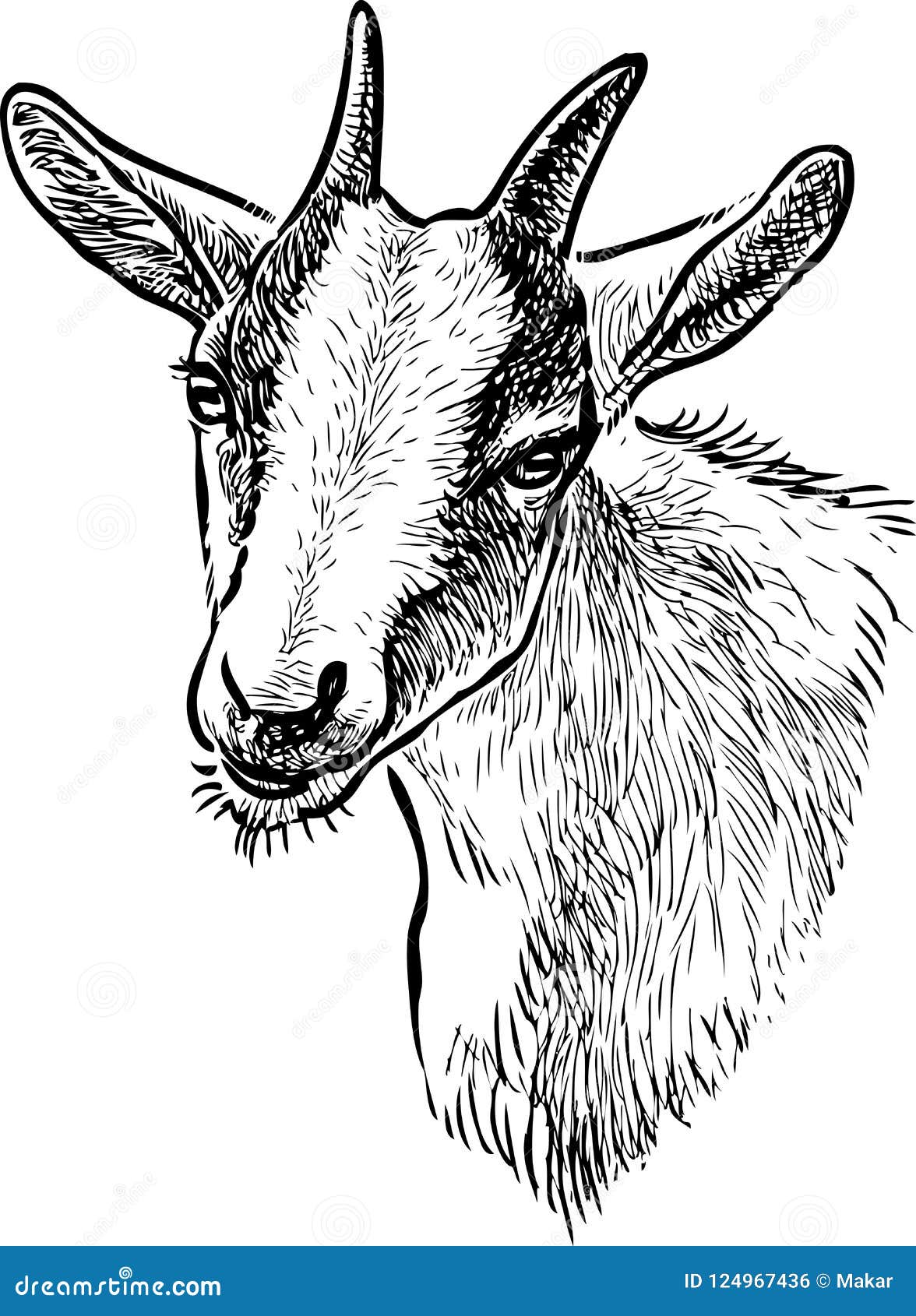 Schizzo Della Testa Di Una Capra Domestica Illustrazione Vettoriale ...