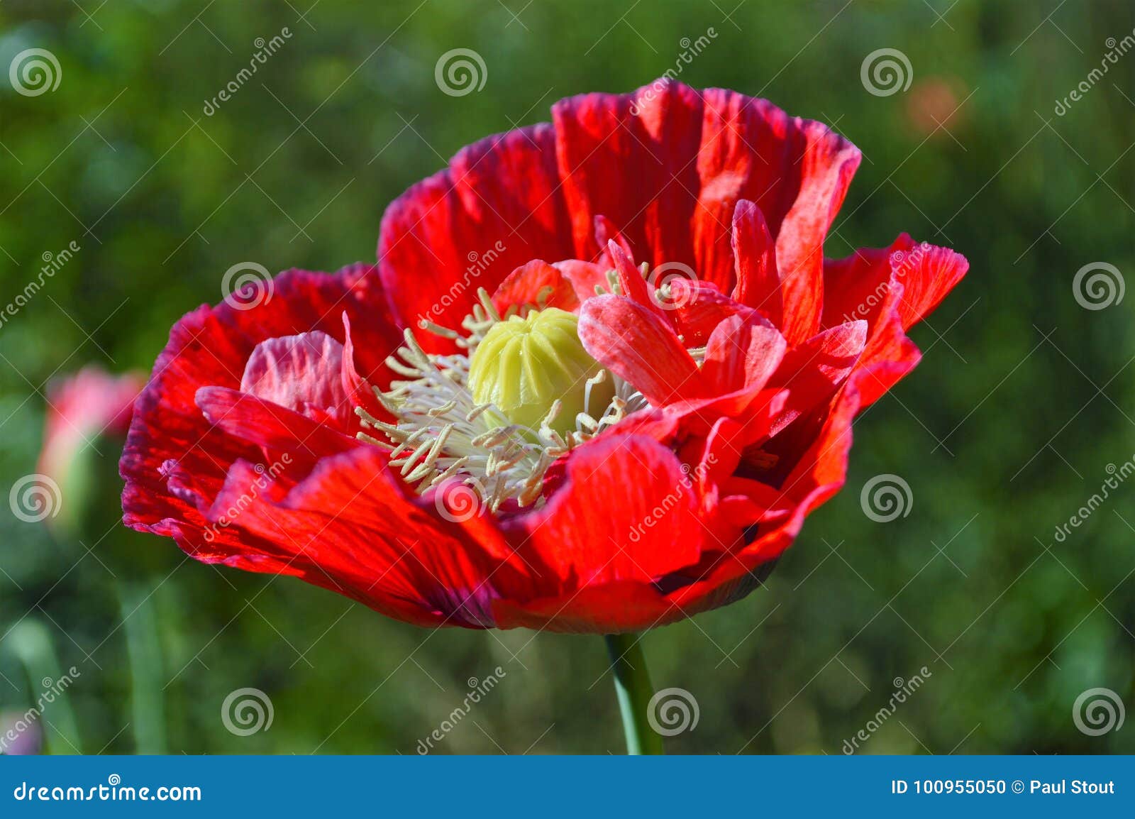 Schlafmohn Papaver-Somniferum Stockfoto - Bild von kräuter, jährlich ...