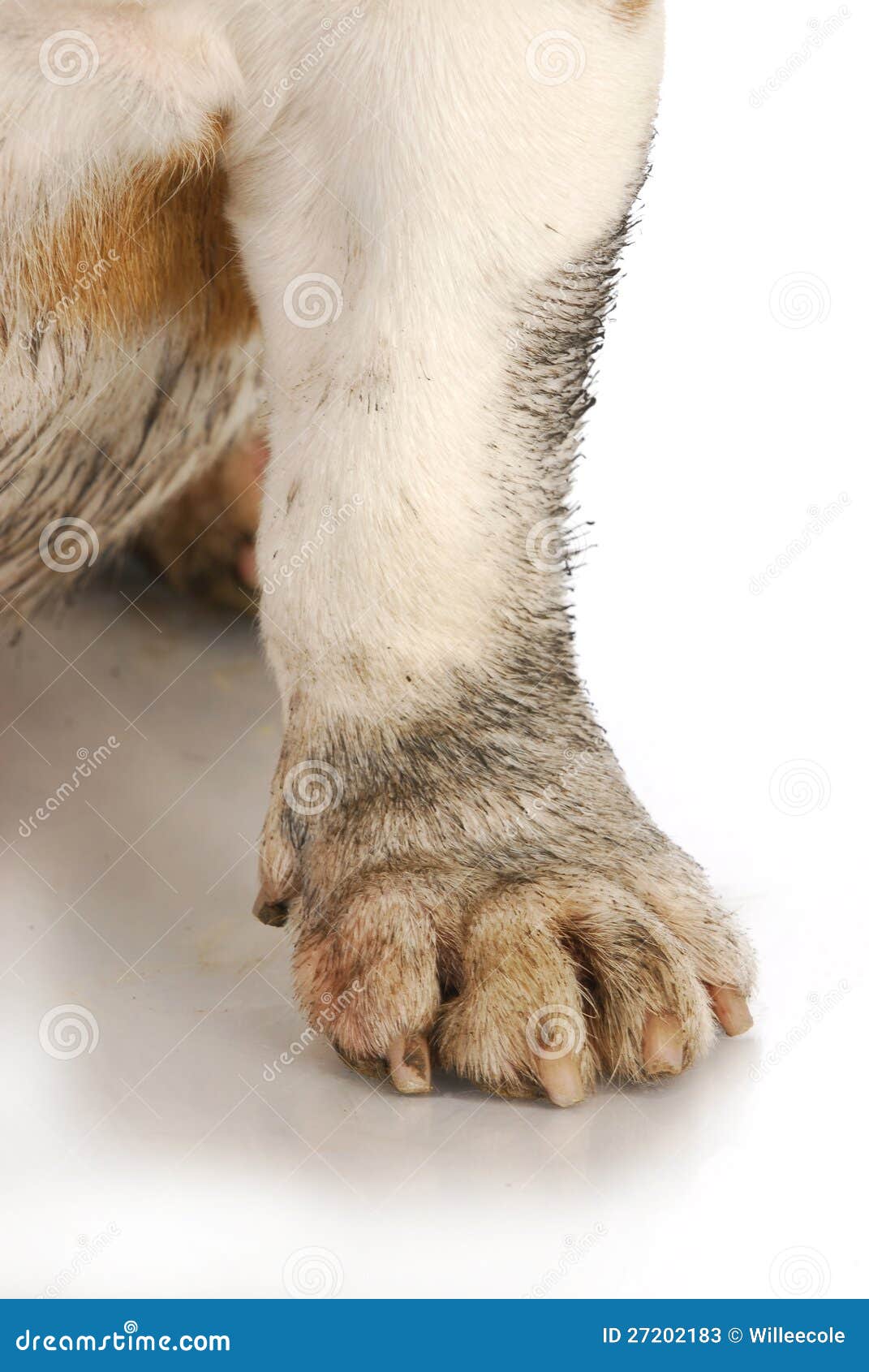 Schlammige Tatzen stockbild. Bild von getrennt, sauber - 27202183