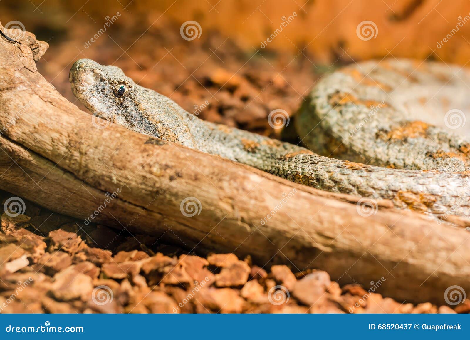 Schlange Im Terrarium - Levantine-Viper Stockbild - Bild von giftig ...