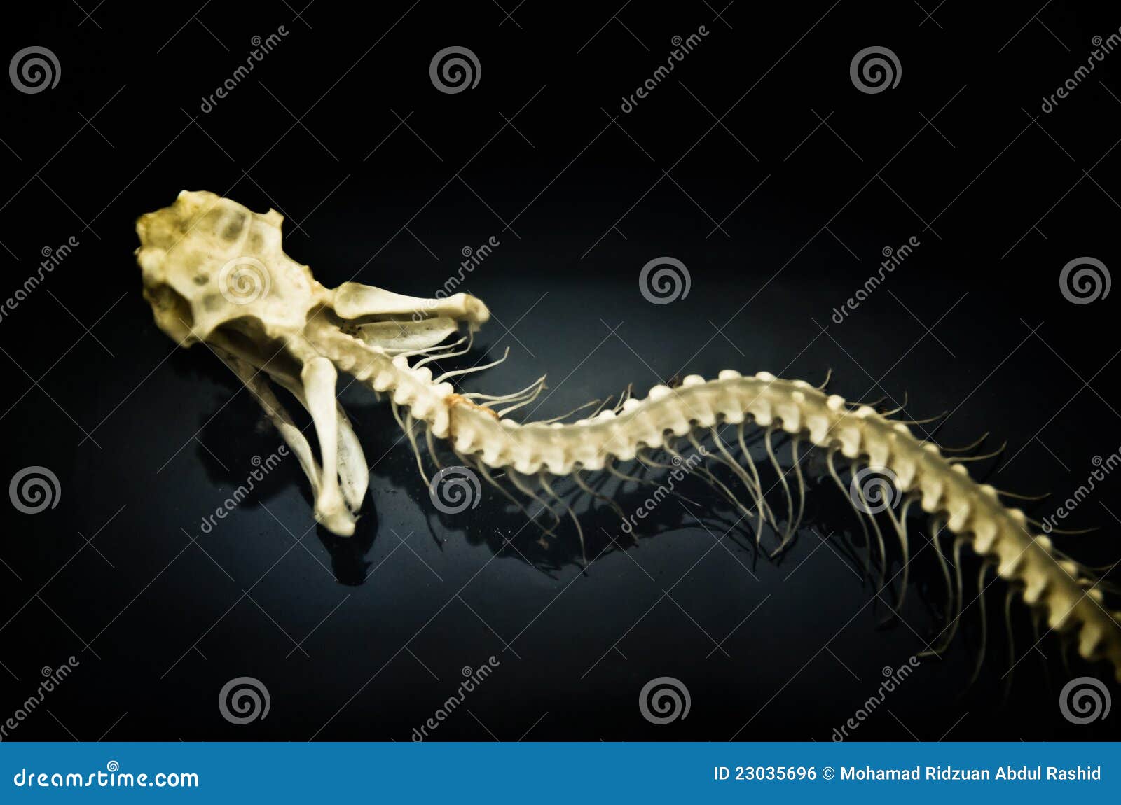 Schlange-Skelett stockfoto. Bild von reptilien, skelett - 23035696
