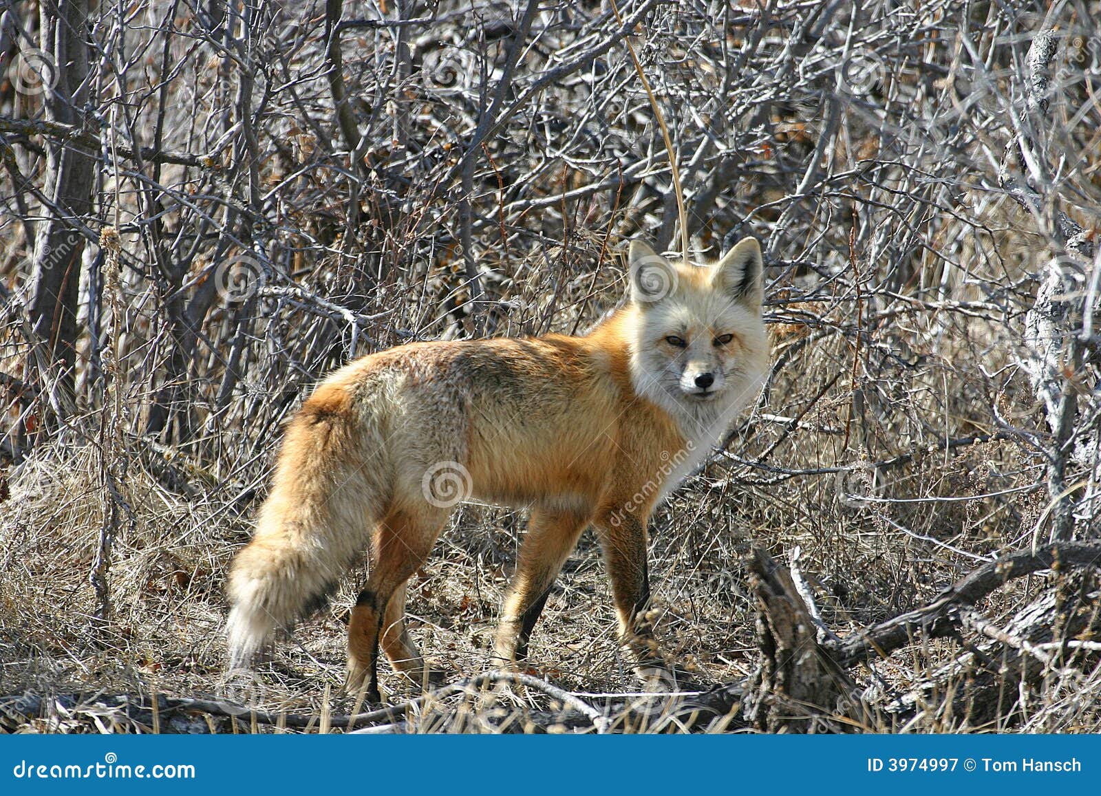 Schlauer alter Fuchs stockbild. Bild von pinsel, wald - 3974997