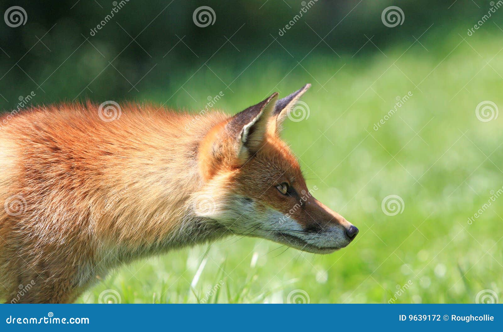 Schlauer Fox stockfoto. Bild von falsch, hund, geschickt - 9639172