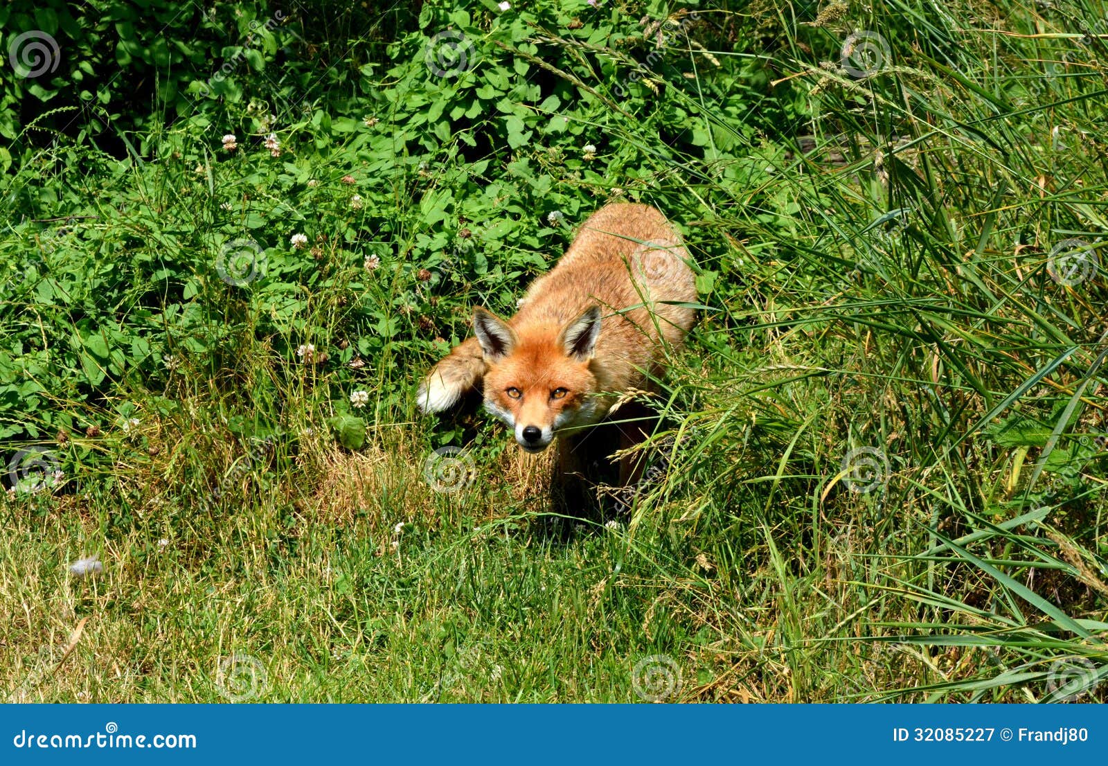 Schlauer fuchs Stock-Fotos - Melden Sie sich kostenlos an
