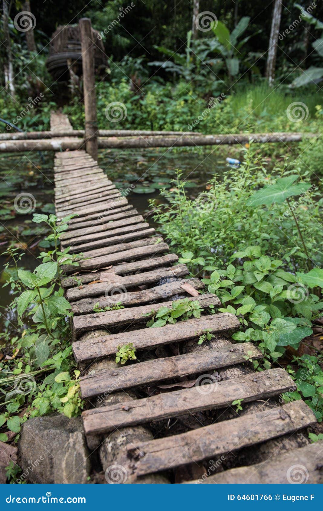 Schmaler Steg im Wald stockfoto. Bild von ansicht, blätter - 64601766