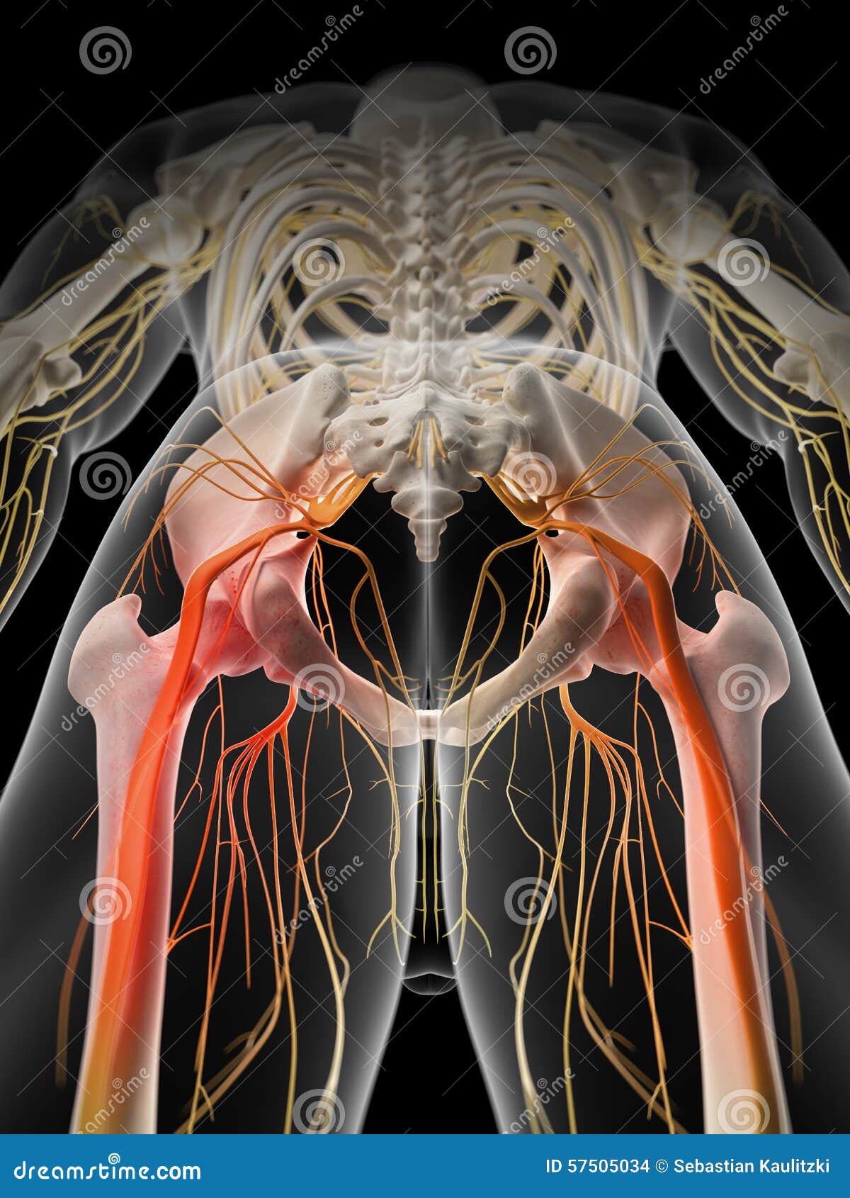 Schmerzlicher Ischias- Nerv Stock Abbildung - Illustration von anatomie ...