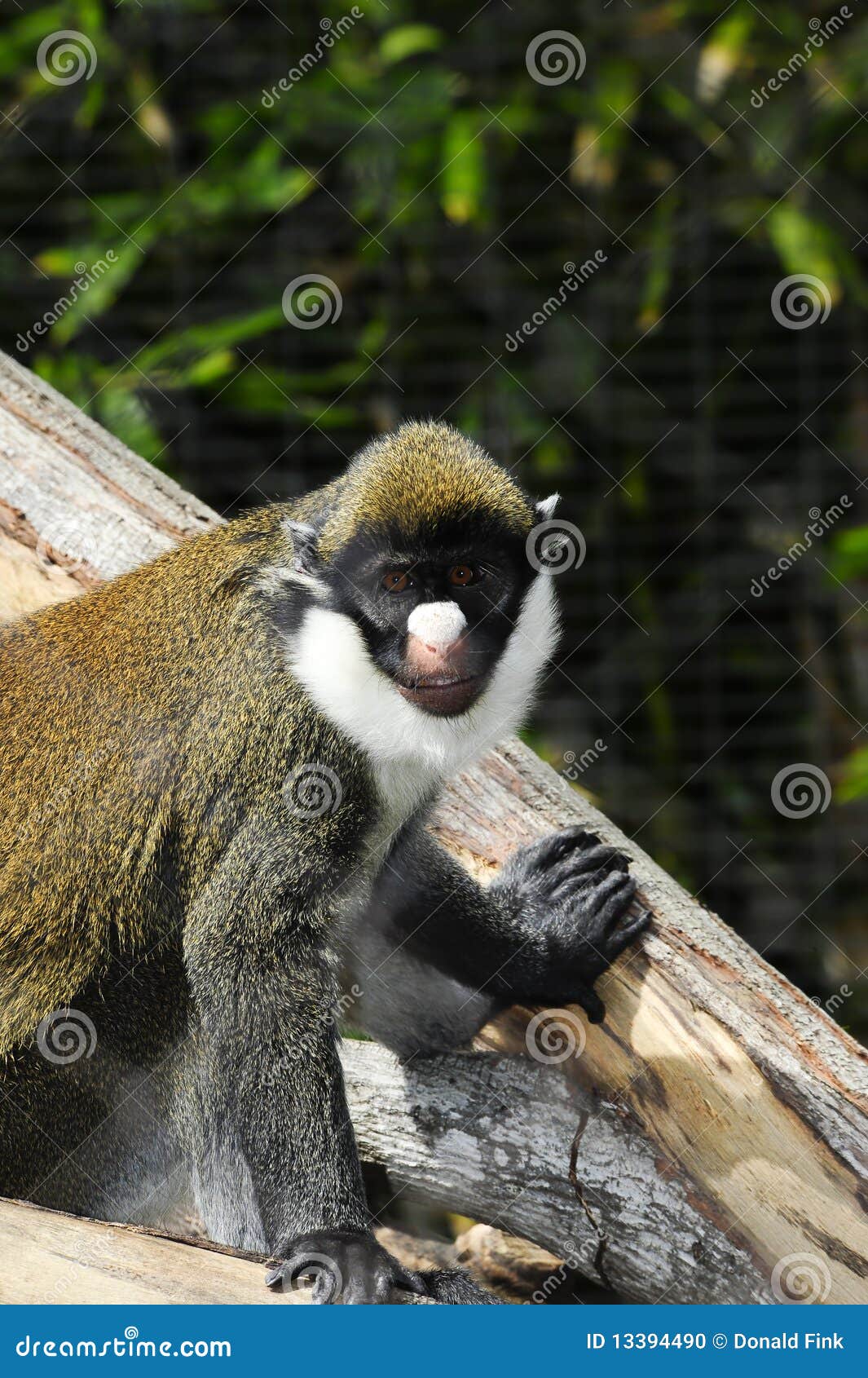 Schmidt S Spot-nosed Guenon Stock Photo - Image of large, ascanius ...