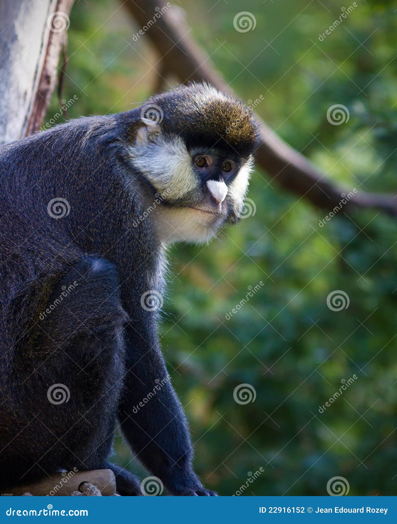 Schmidt's Spot-nosed Guenon Royalty-Free Stock Image | CartoonDealer ...