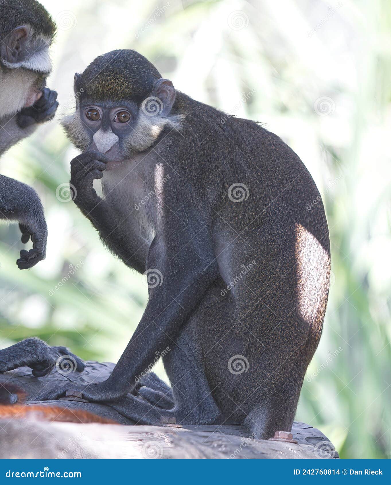 Schmidt Spot-nosed Guenon Monkey - Cercopithecus Ascanius Schmidti ...