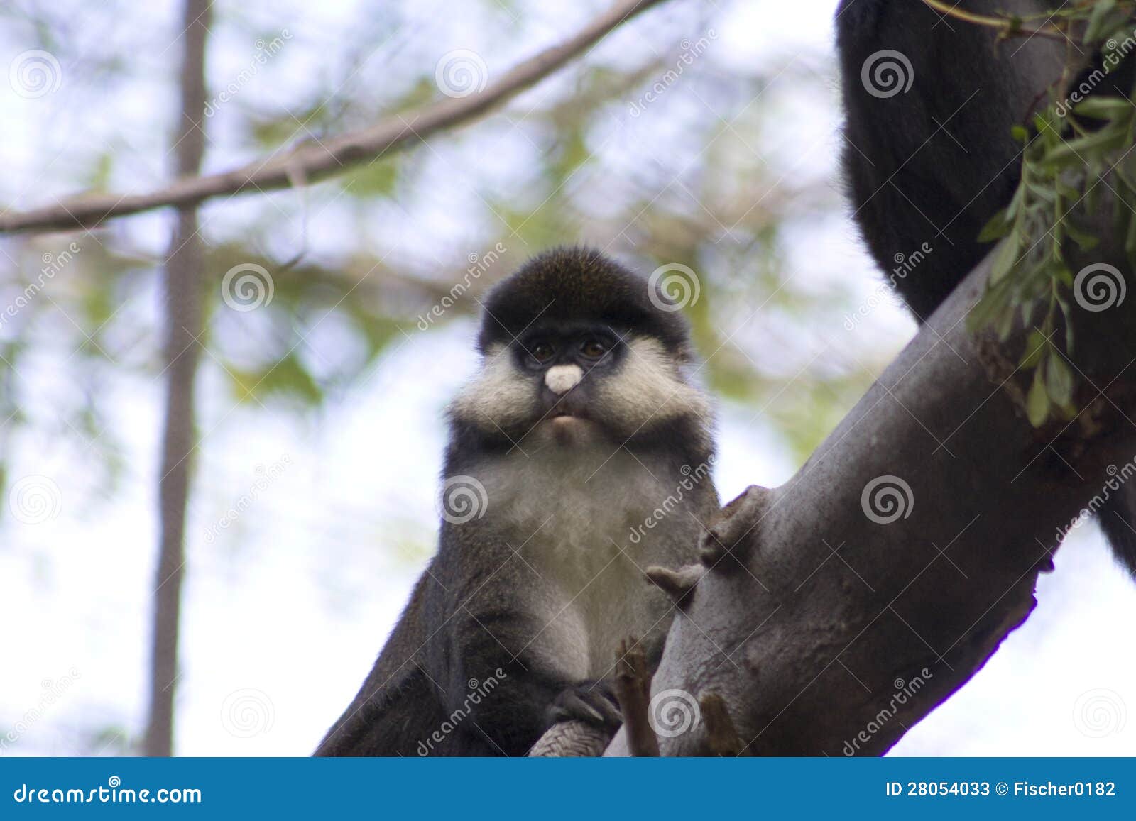 Schmidts Spot-nosed Guenon (Cercopithecus Ascanius Stock Image - Image ...