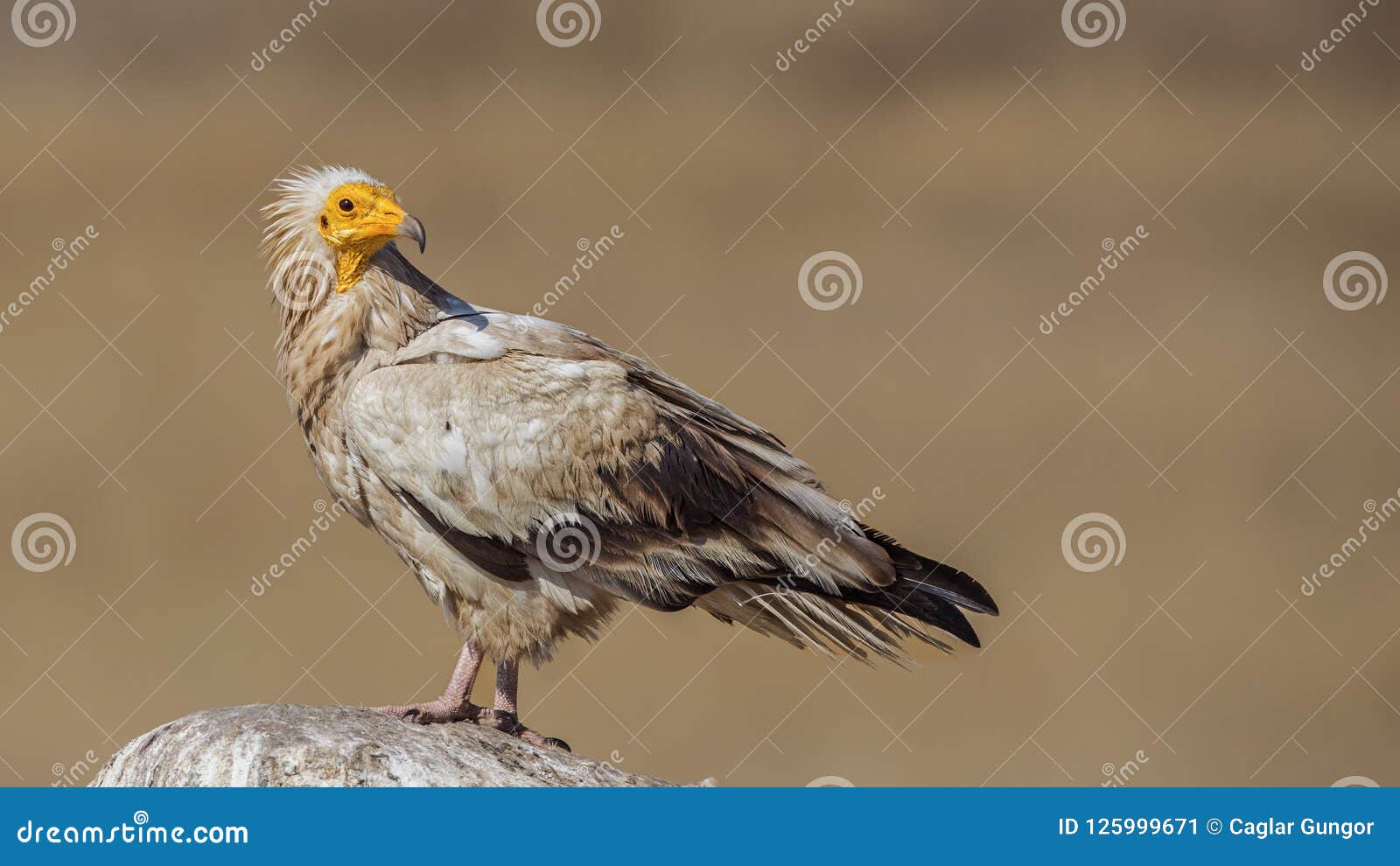 Schmutzgeier auf Felsen stockbild. Bild von vogel, schauen - 125999671