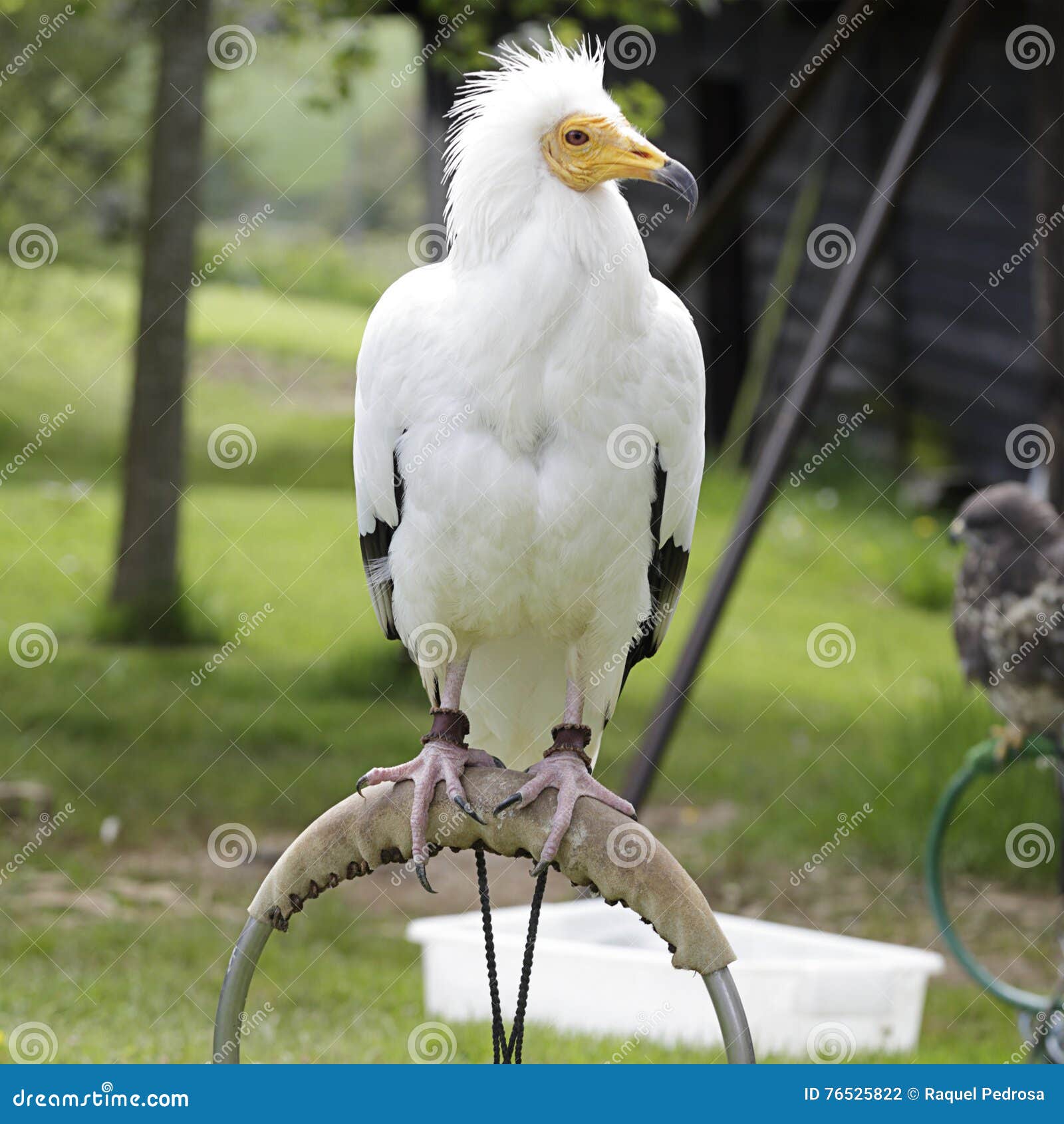 Schmutzgeier U. X28; Neophron Percnopterus& X29; Stockfoto - Bild von ...