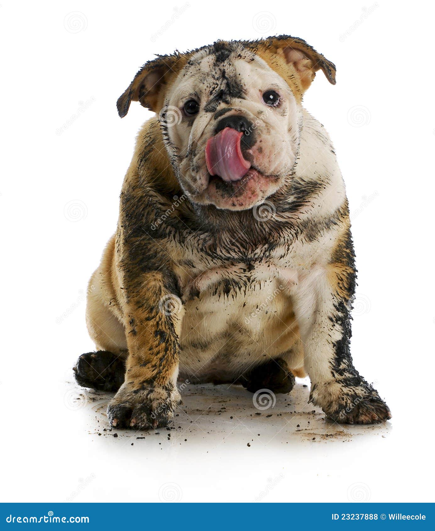 Schmutziger Hund stockfoto. Bild von pflegen, konzept - 23237888