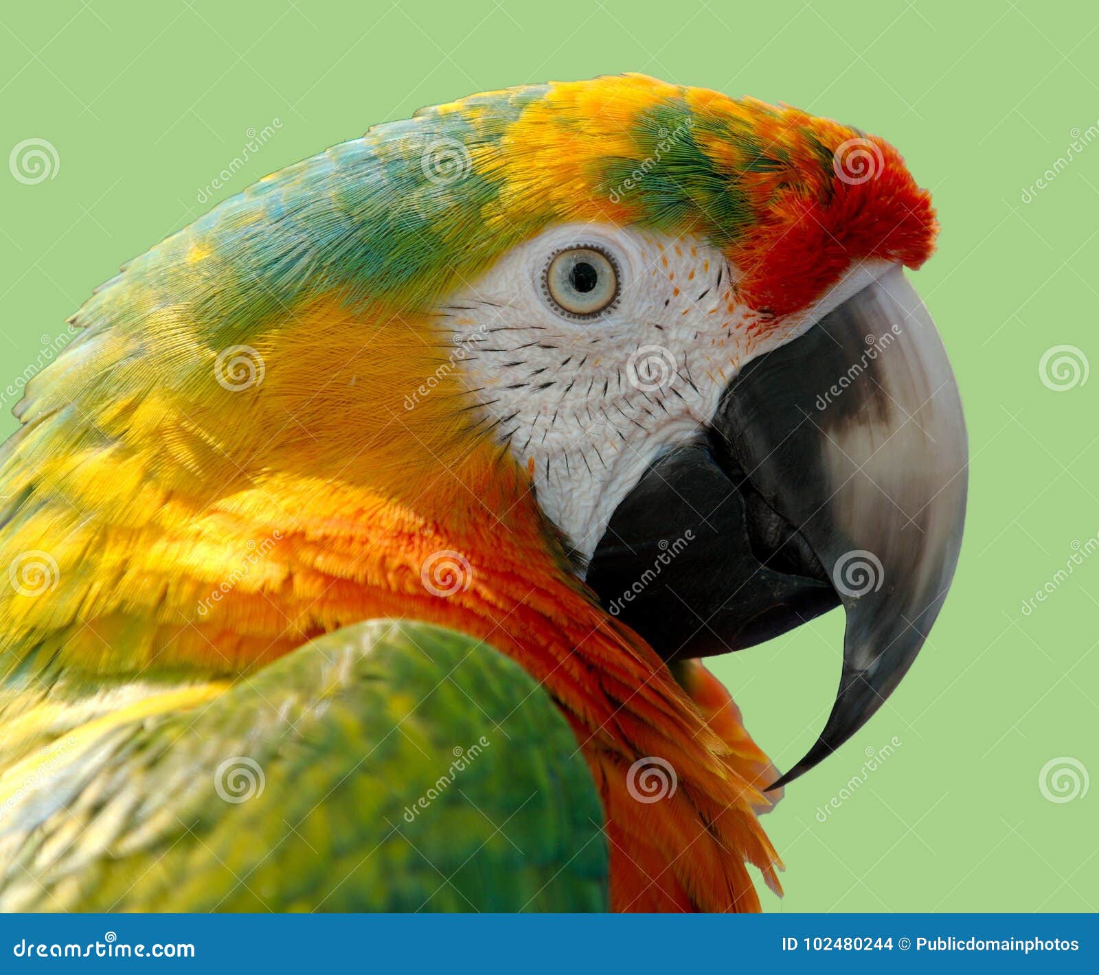 Schnabel, Vogel, Papagei, Fauna Bild. Bild: 102480244