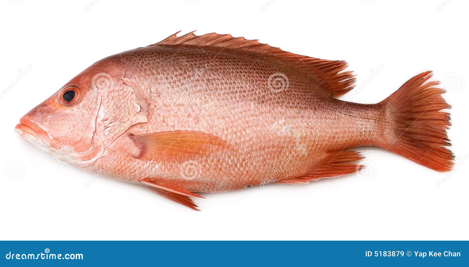 Schnapper stockbild. Bild von meer, meerwasser, protein - 5183879