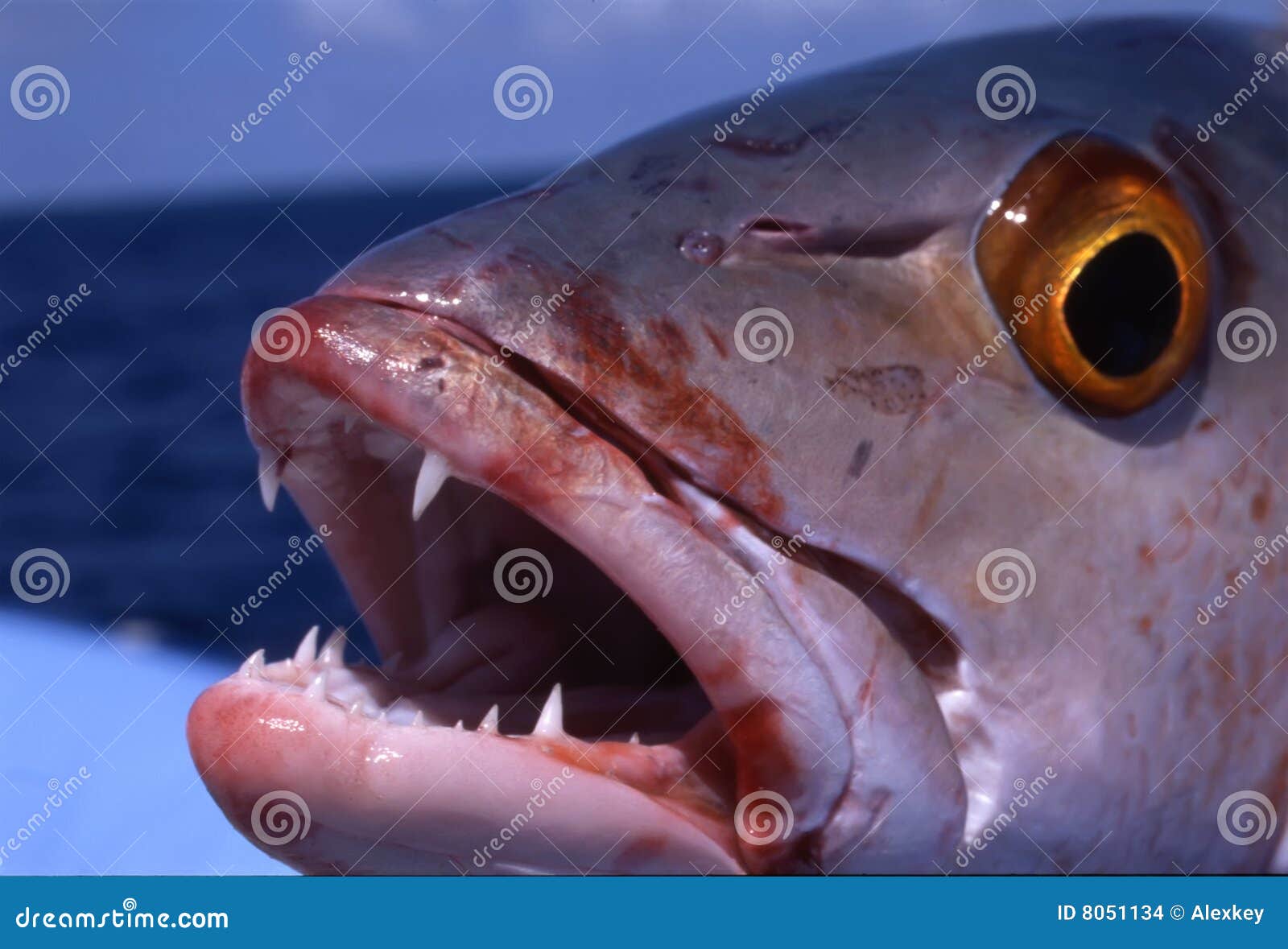 Schnapper stockfoto. Bild von fische, zähne, indisch, meeresfrüchte ...