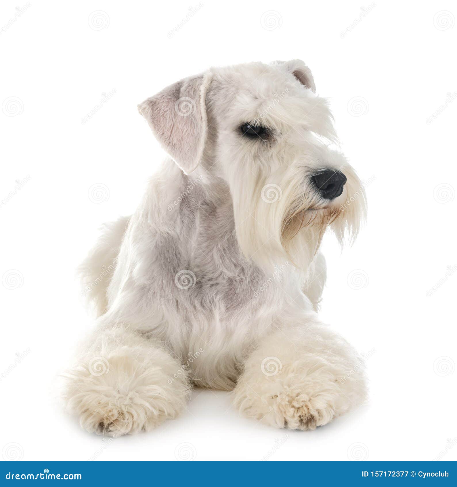 Schnauzer Blanco En Miniatura Imagen de archivo - Imagen de perrito ...