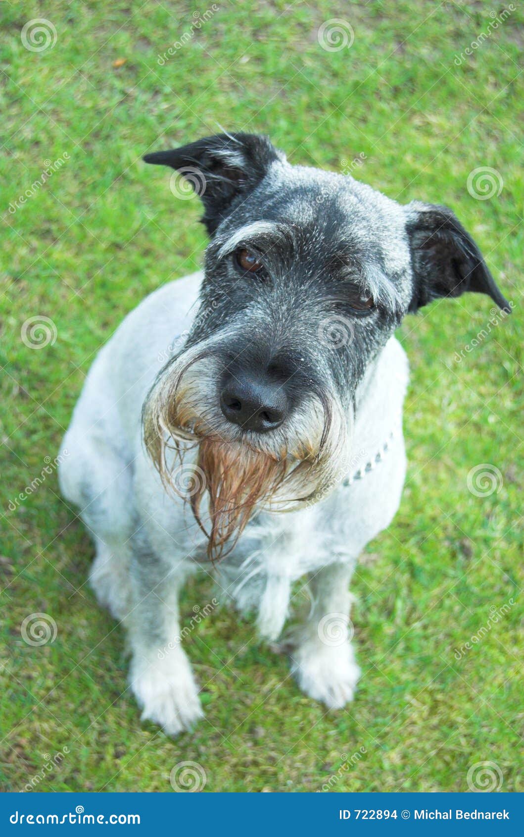 Schnauzer del cane fotografia stock. Immagine di animale - 722894