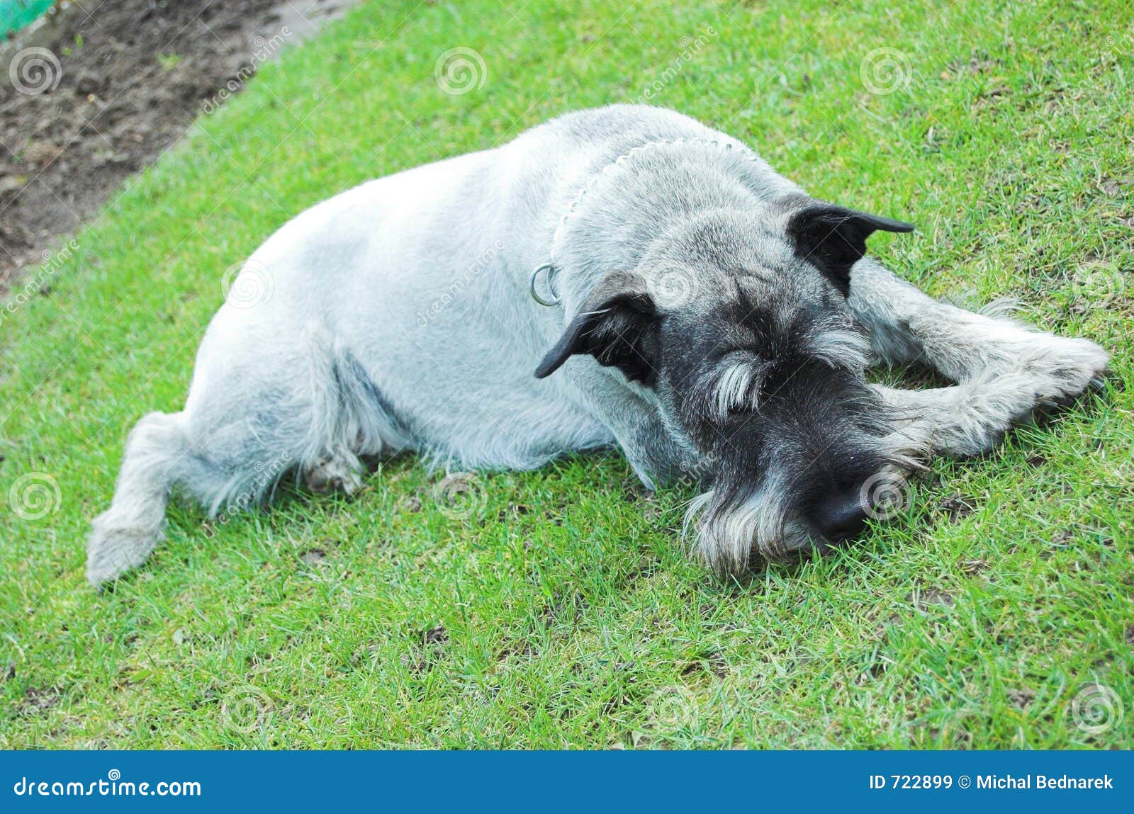 Schnauzer del cane immagine stock. Immagine di aria, pedigree - 722899