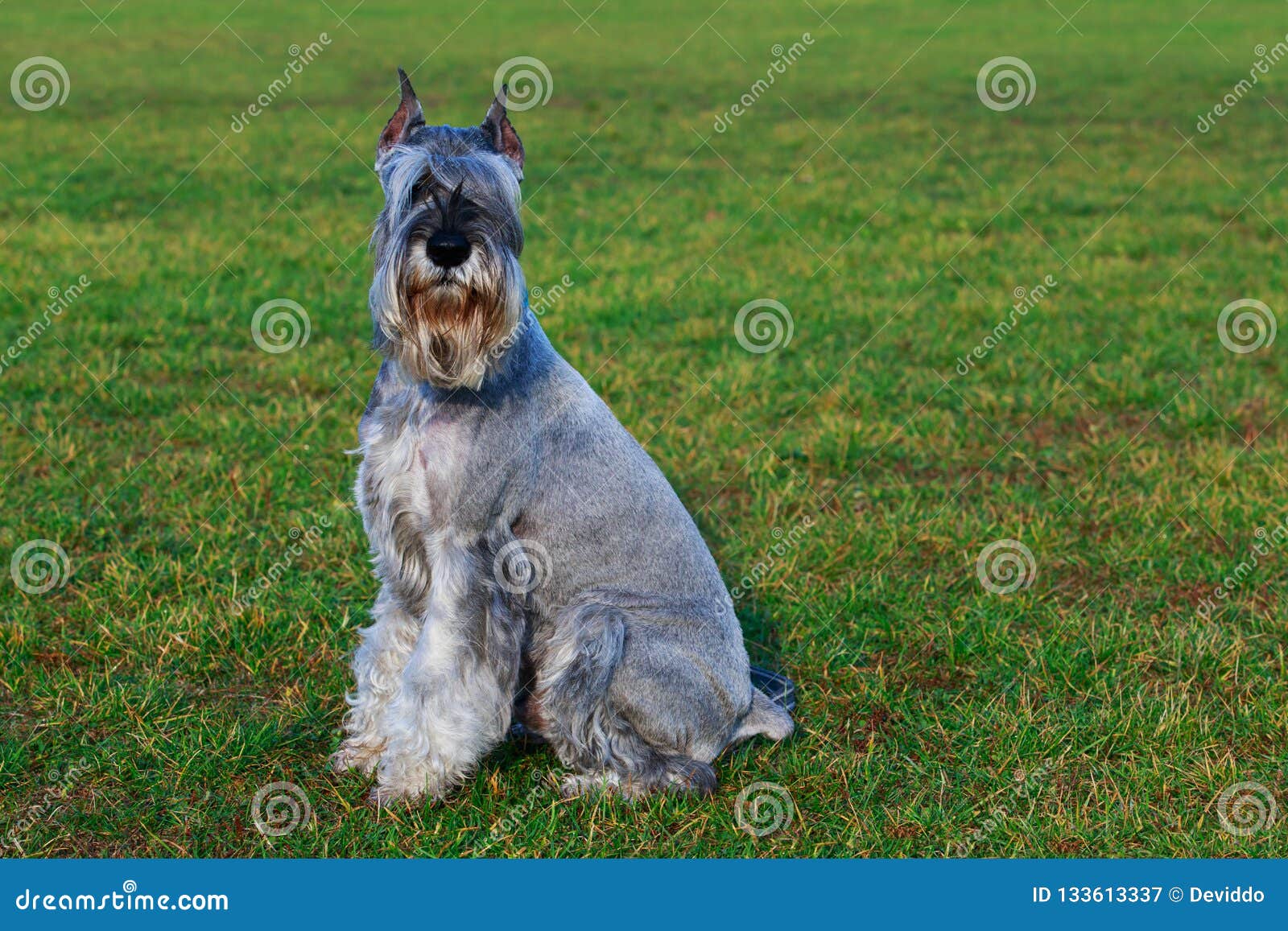 Schnauzer dog breed stock image. Image of purebred, wool - 133613337
