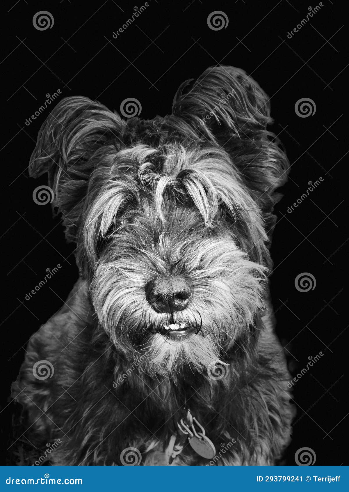 Schnauzer Dog Face Teeth Smile Pet Stock Image - Image of teeth ...